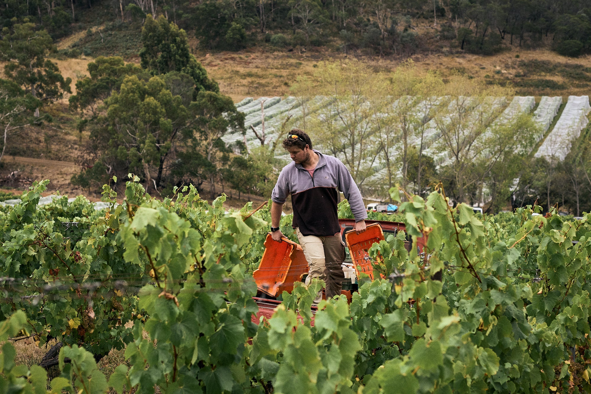 Winemaking – Freycinet Vineyard